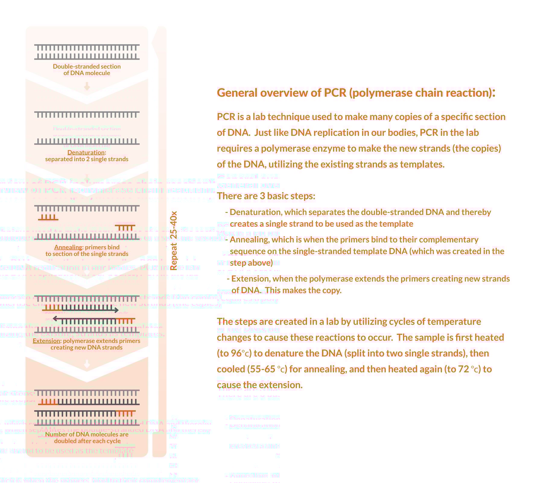 The Gold Standard for COVID-19 Testing: RT-PCR